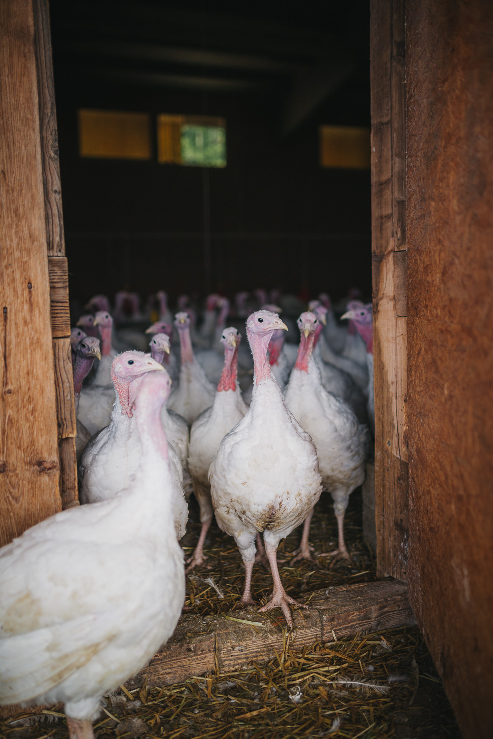 Faktencheck: Putenhaltung in Österreich - Stadt Land Tier
