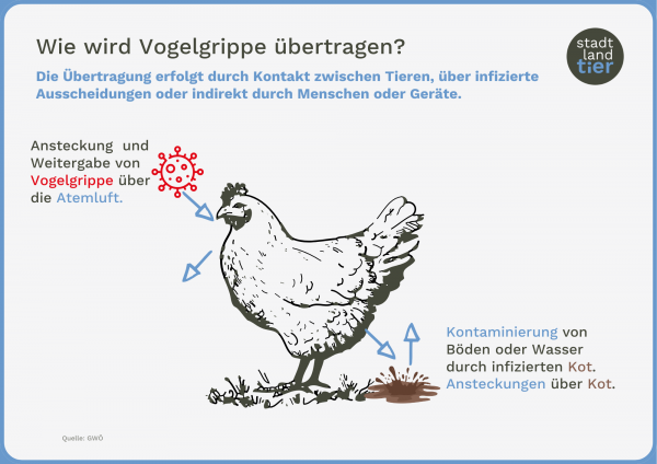Vogelgrippe - Stadt Land Tier